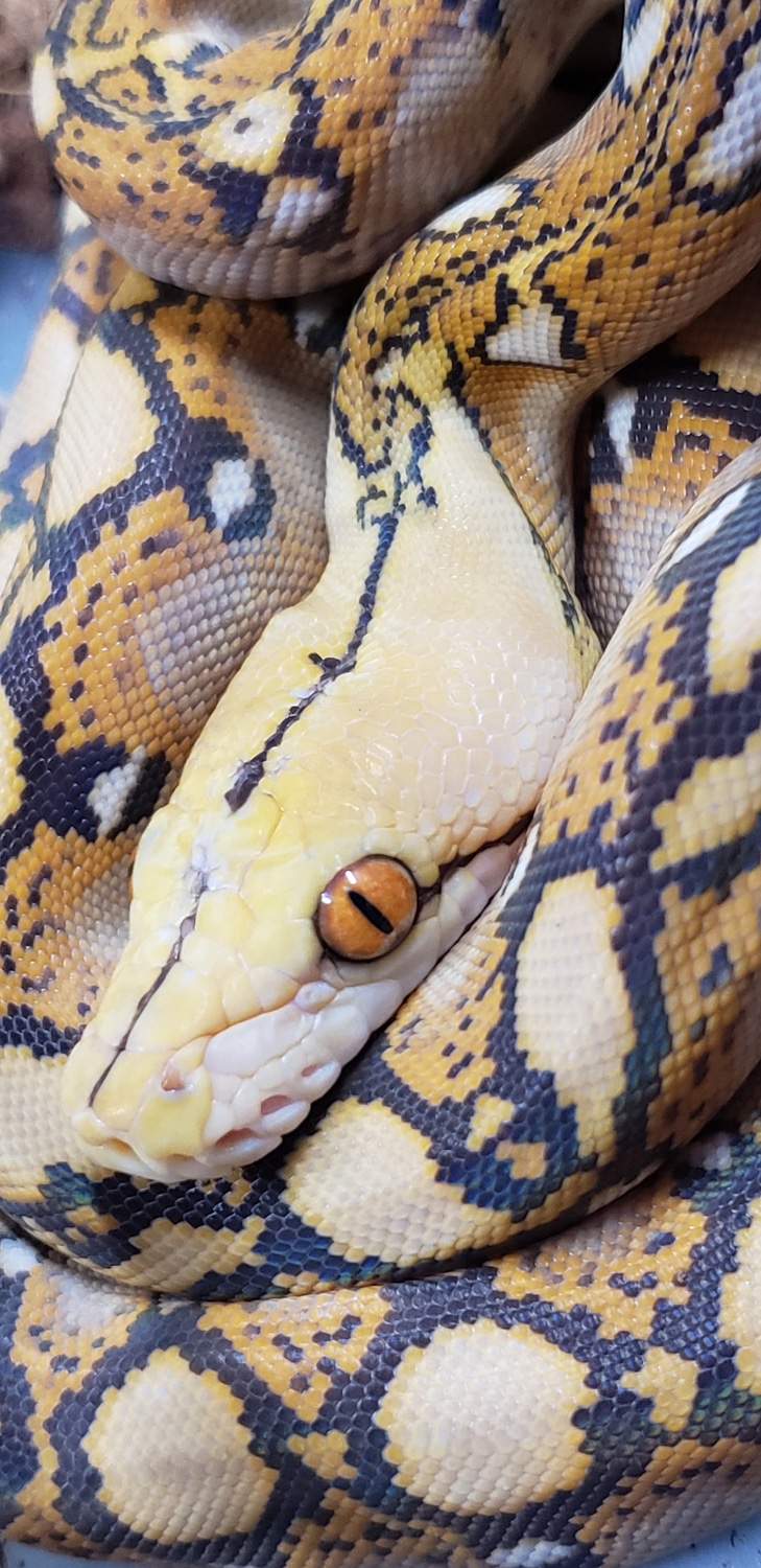 X-Mas Special 2021 Mochino Citron Baby Female Reticulated Python by ...