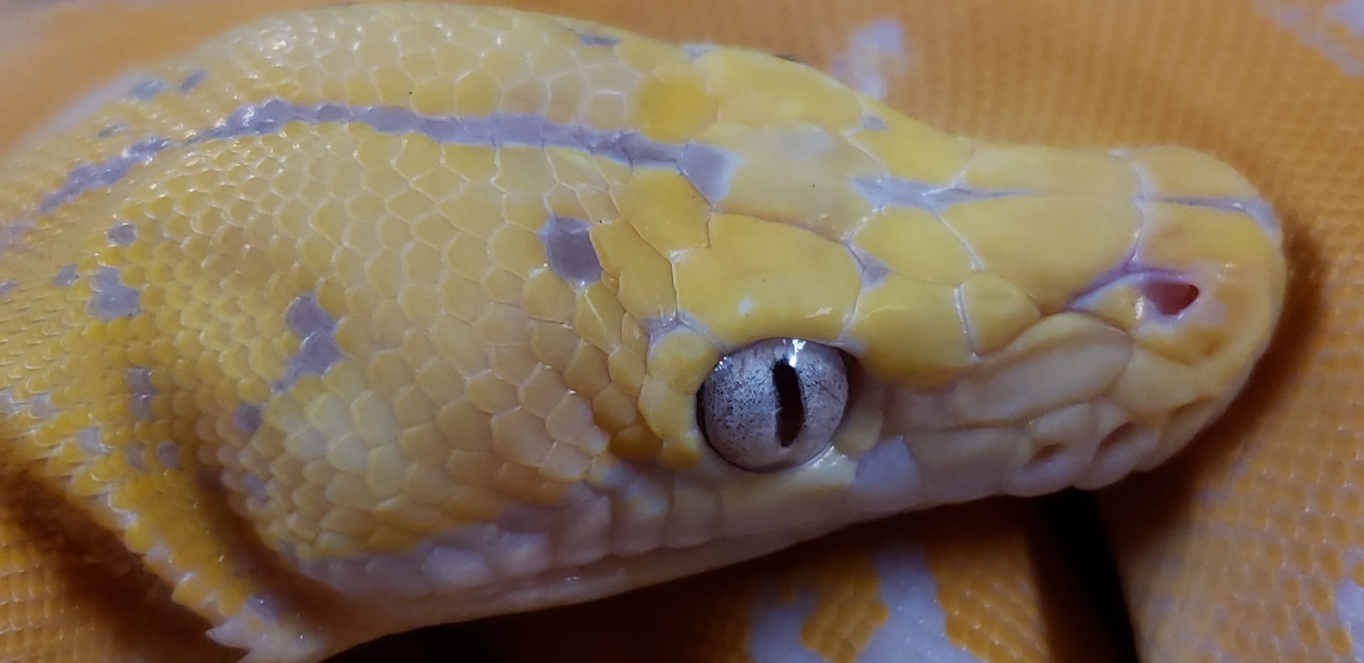 Lavender Platinum Sunfire Golden Child Albino Reticulated Python by ...