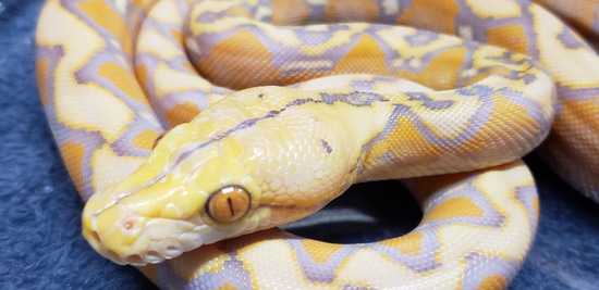 NEW YEAR Special 2022 Purple Super Sunfire Reticulated Python by ...