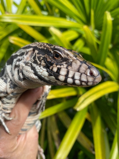 Super Blue X Paraguayan Red Tegu Argentine Tegus by Tropical Reptiles ...