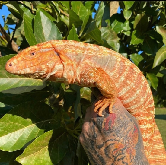 Ruby Red Albino 50% Poss Het Anery Other Tegus by Tropical Reptiles ...