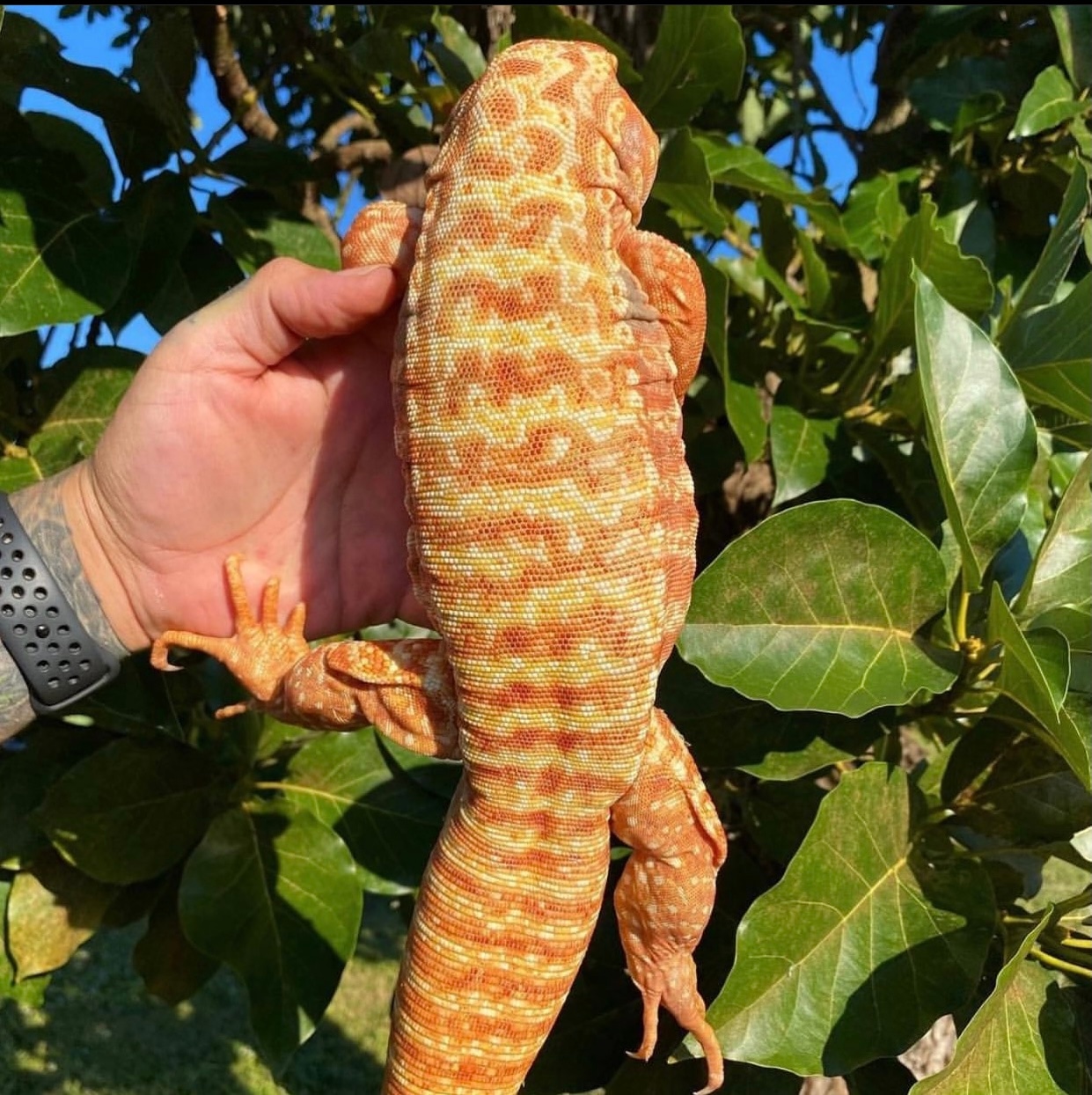 Ruby Red Albino 50% Poss Het Anery Tegu by Tropical Reptiles & Exotics LLC. - MorphMarket USA