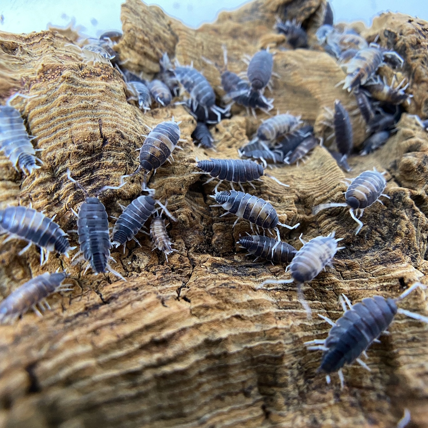 Porcellionides Pruinosus "Pied Powder Blues" 100CT Isopod by Tropical ...