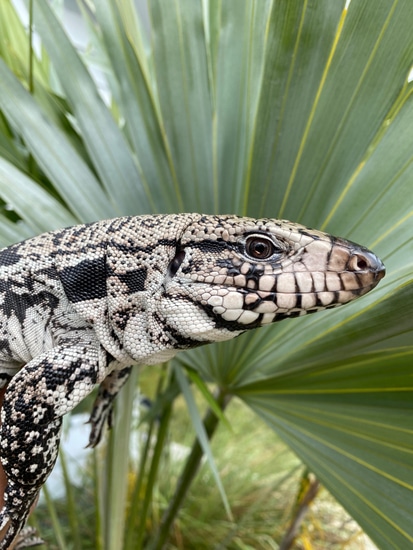 F2 Super Blue X Pink Panther 66% Het Anery Argentine Tegus by Tropical ...