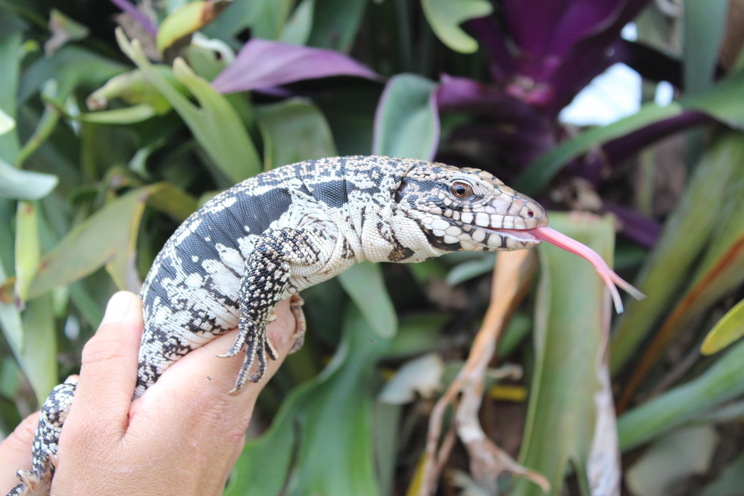 Super Blue X Paraguayan Red Tegu Salvator Tegu by Tropical Reptiles ...