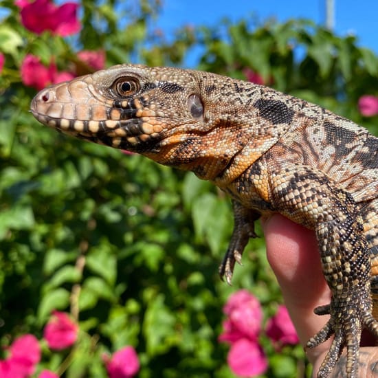 Glacier Pure Blue "Knobby" X Double Het Cross Tegu Argentine Tegus by ...