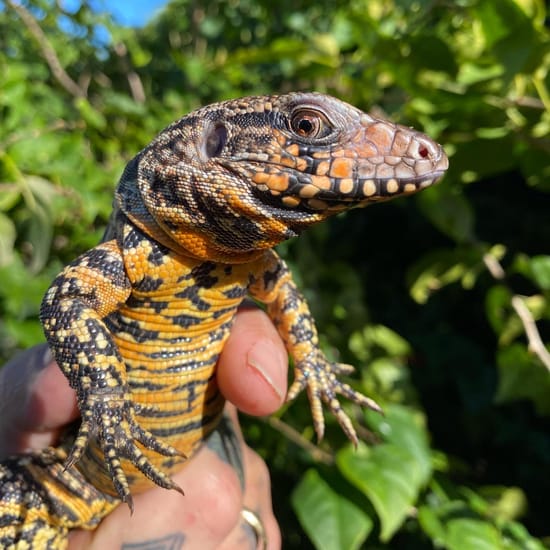 Blue X F2 Glacier Titanium Cross Tegu Argentine Tegus by Tropical ...