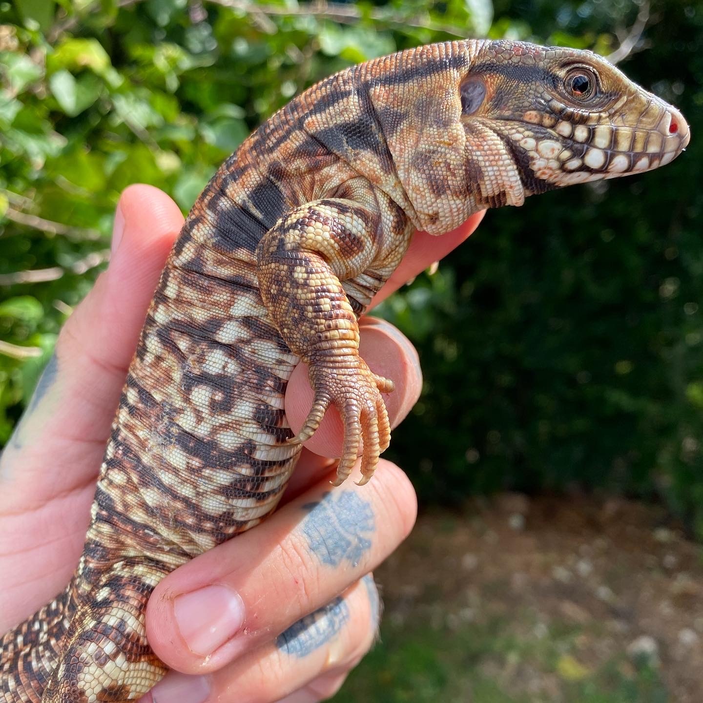 Pure Red Tegus - Tropical Reptiles Line Salvator Tegu by Tropical ...