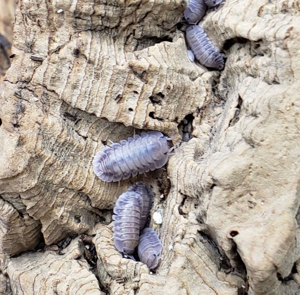 Cubaris SP "Silver Ghost" 50ct Isopod by Tropical Reptiles & Exotics ...