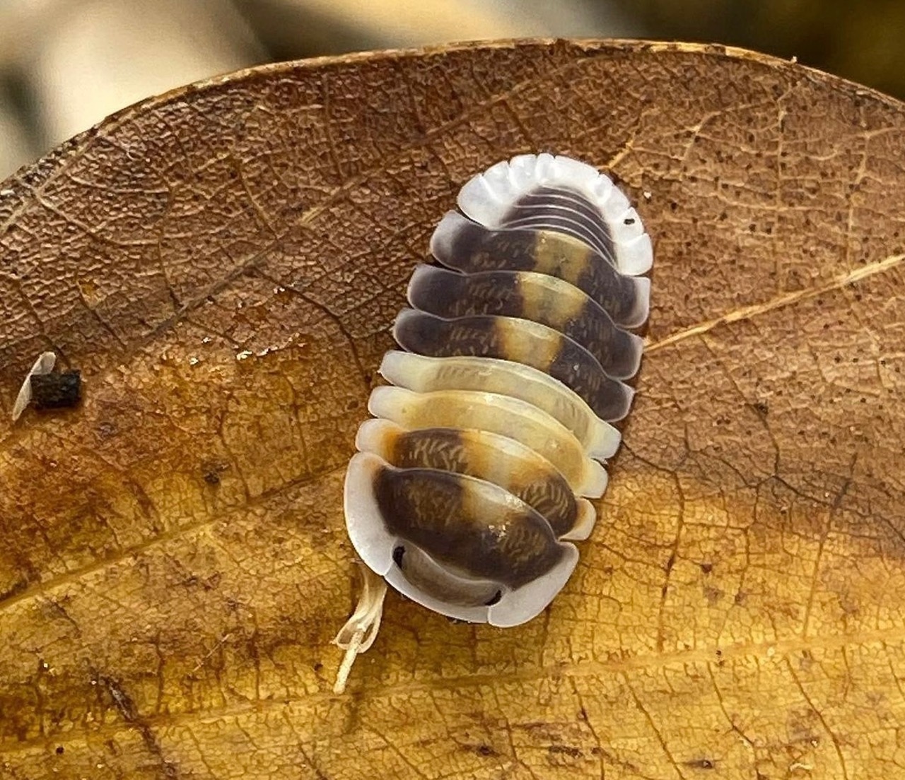 Cubaris SP "Cappuccino" 25ct Isopod by Tropical Reptiles & Exotics LLC ...