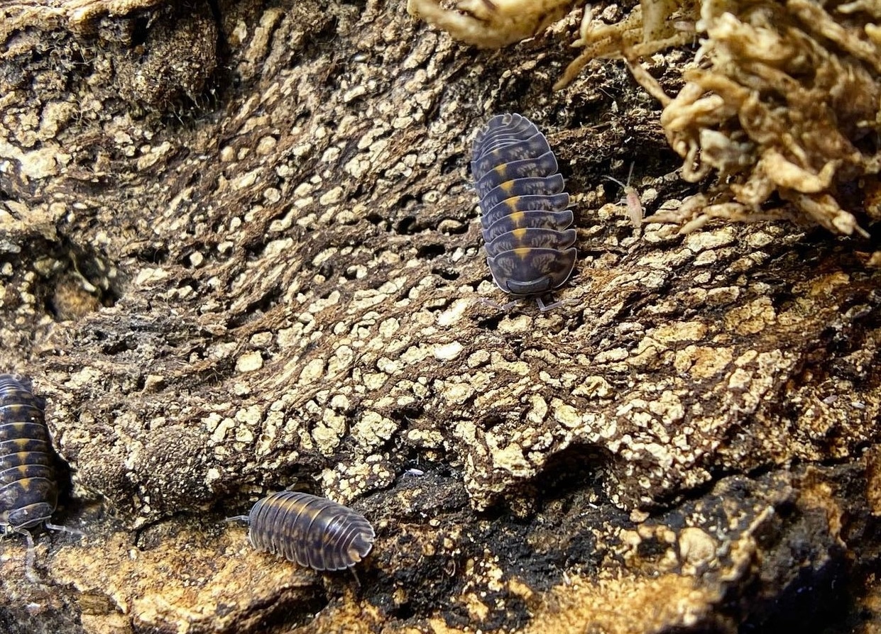 Cubaris SP "Platin Tung Sung" 50ct Isopod by Tropical Reptiles ...