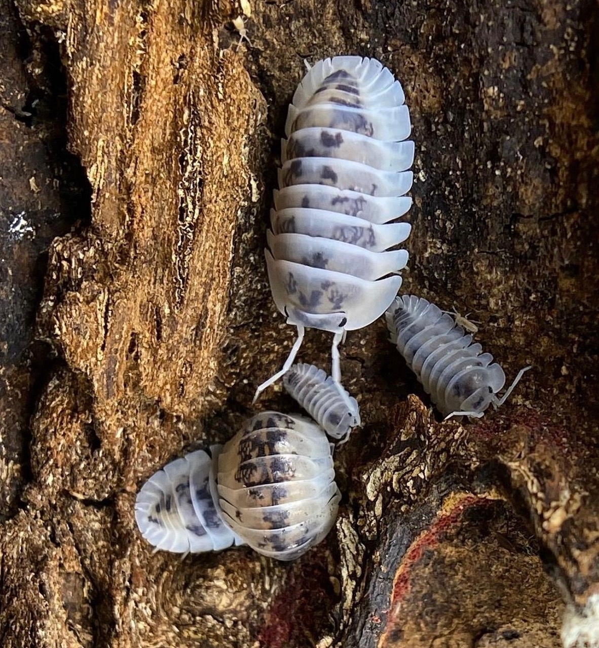 Cubaris SP "Shiro Utsuri" 25ct Isopod by Tropical Reptiles & Exotics ...