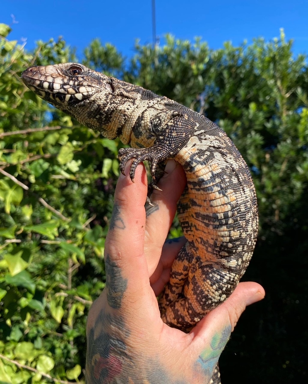 Blue X F2 Glacier Titanium Cross Tegu Salvator Tegu by Tropical ...