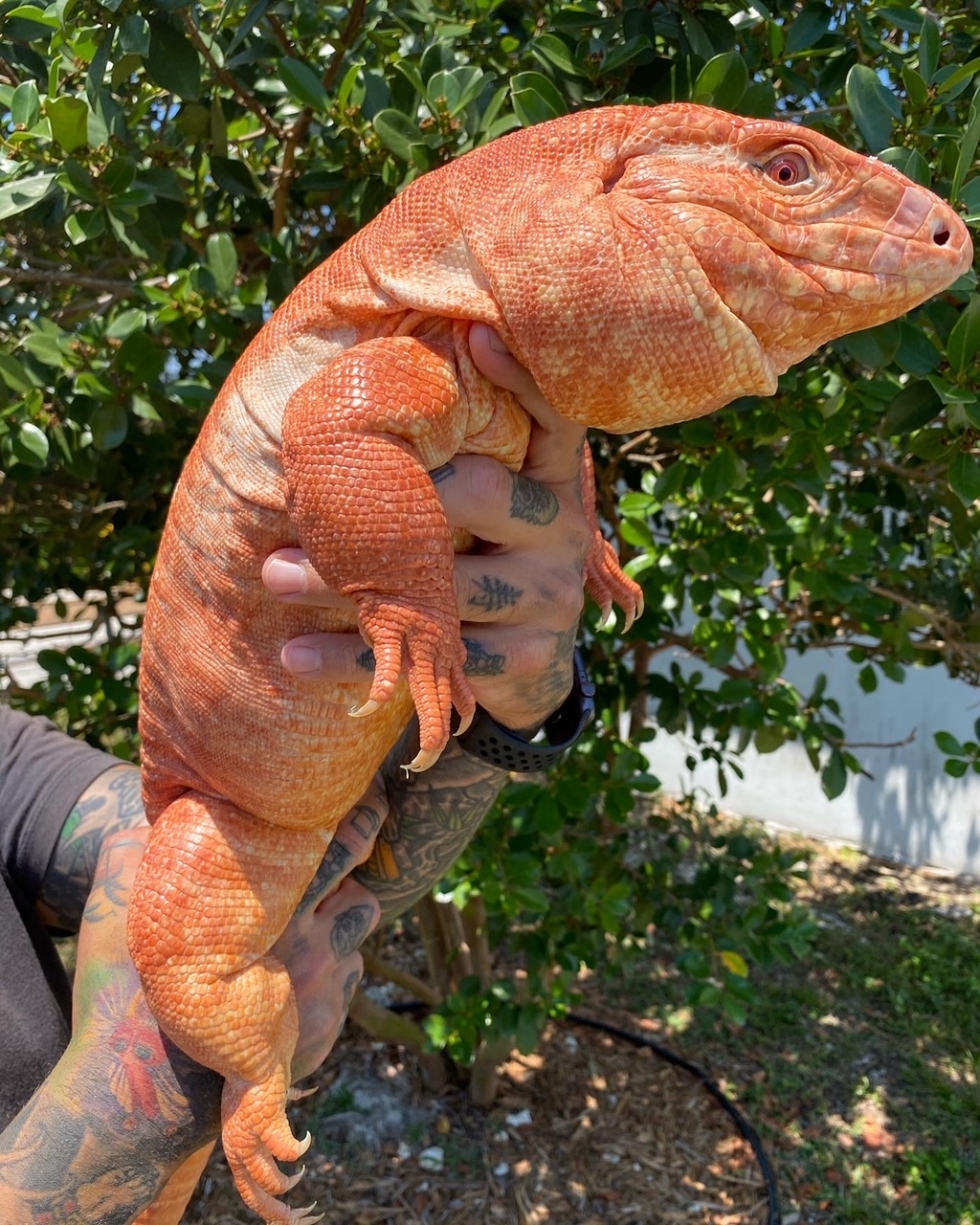Ruby Red Albino 50% Poss Het Anery Tegu by Tropical Reptiles & Exotics LLC. - MorphMarket