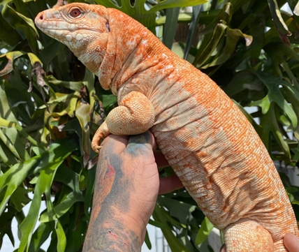 Tropical Reptiles & Exotics LLC. - MorphMarket