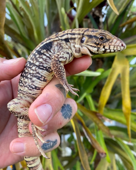 Purple Reign ALbino X Anery - Double Het Snowmakers Other Tegus by ...