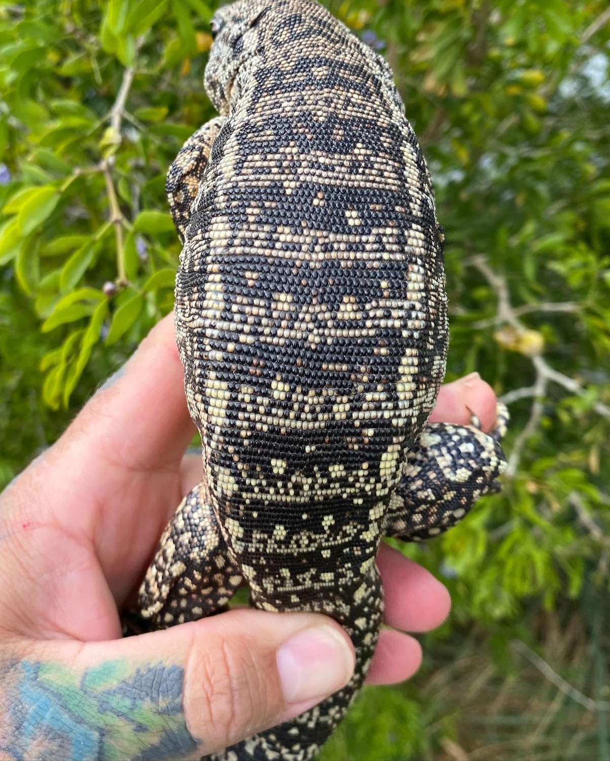 Blue X F2 Glacier Titanium Cross Tegu Salvator Tegu by Tropical ...