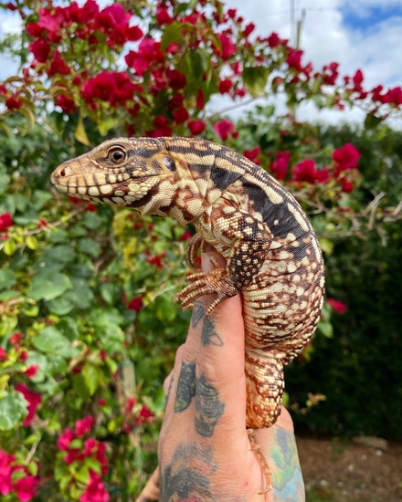 Ruby Red Line X Anery Cross Tegu Other Tegus by Tropical Reptiles ...
