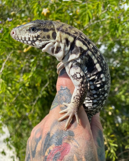 Pure Red Anery Tegus - Tropical Reptiles Line Other Tegus by Tropical ...
