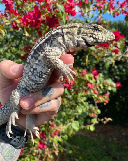 Pure Red Anery Tegus - Tropical Reptiles Line Other Tegus by Tropical ...