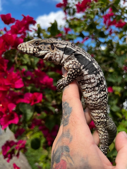 Super Glacier Titanium X Paraguayan Red Cross Tegu Other Tegus by ...
