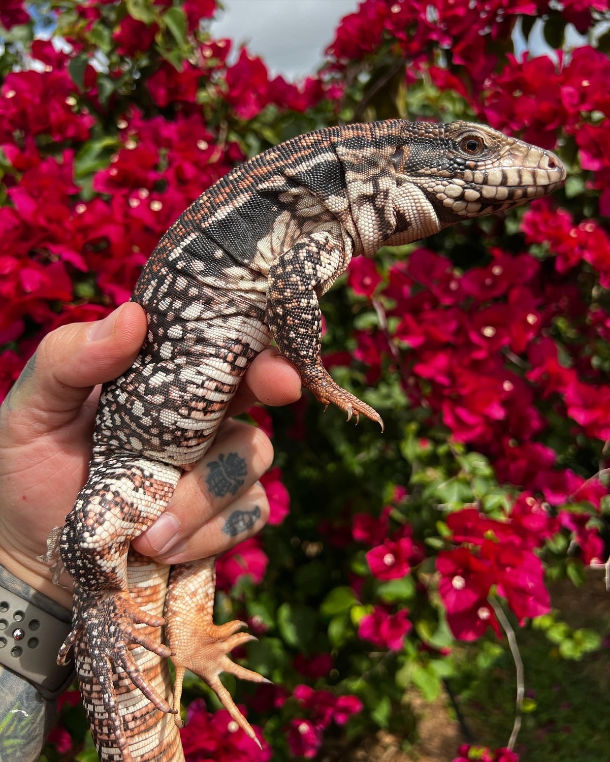 Purple Reign ALbino X Anery - Double Het Snowmakers Tegu by Tropical ...