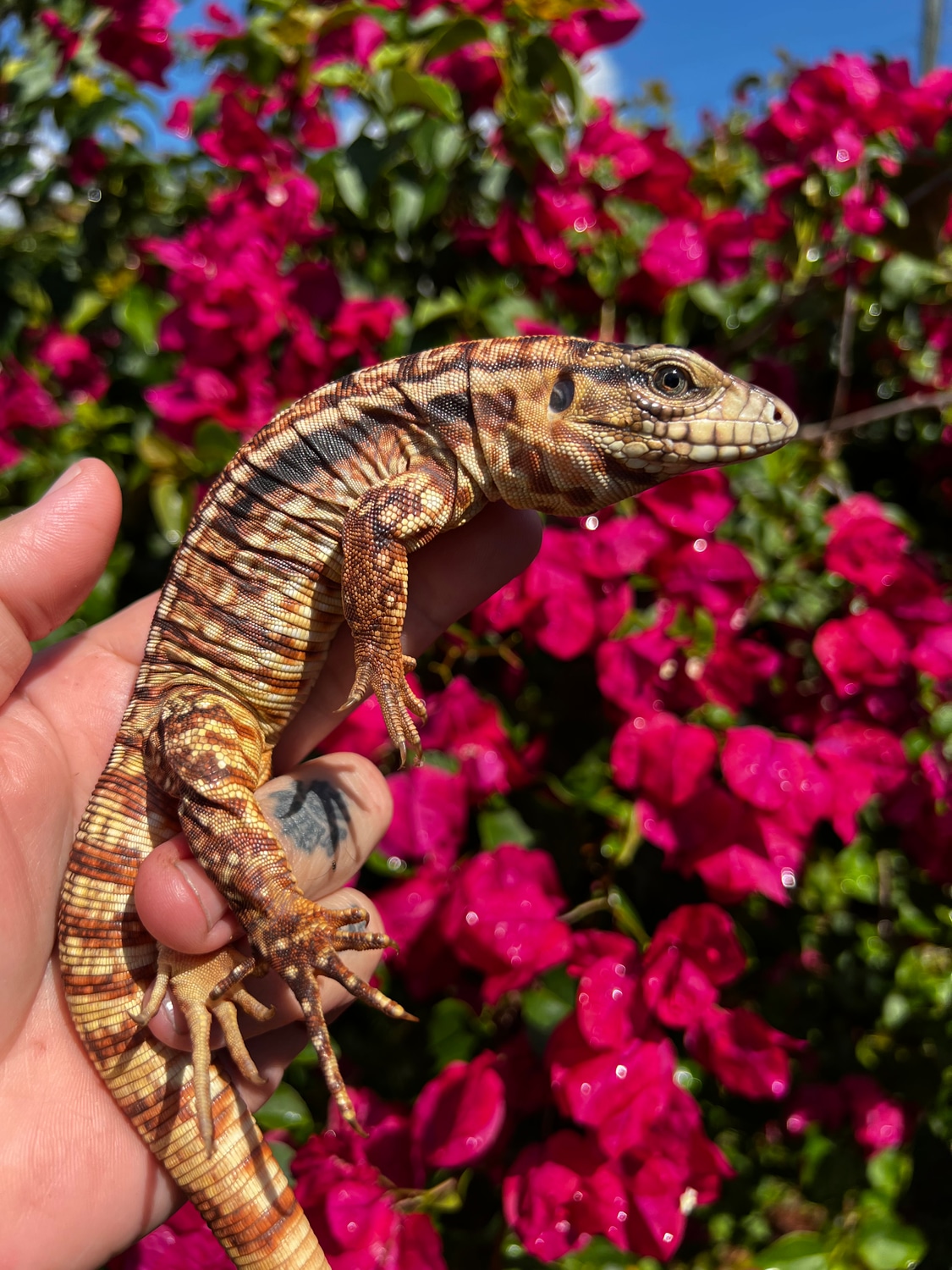 Red Line - 75% Paraguayan Red X 25% Red - 66% Possible Het Anery ...