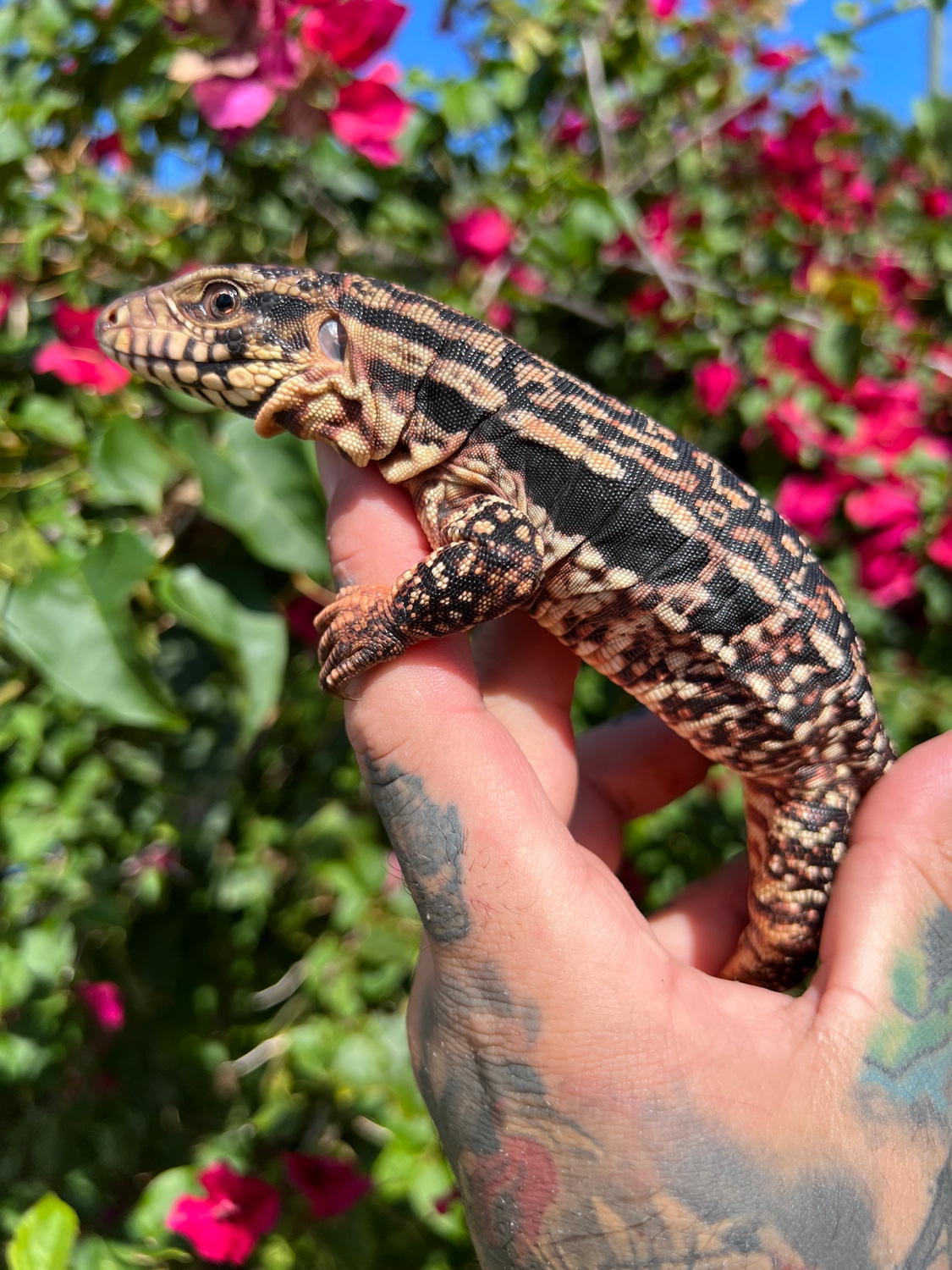 Ruby Red Line Poss. Double Het X Anery Cross Tegu by Tropical Reptiles & Exotics LLC. - MorphMarket