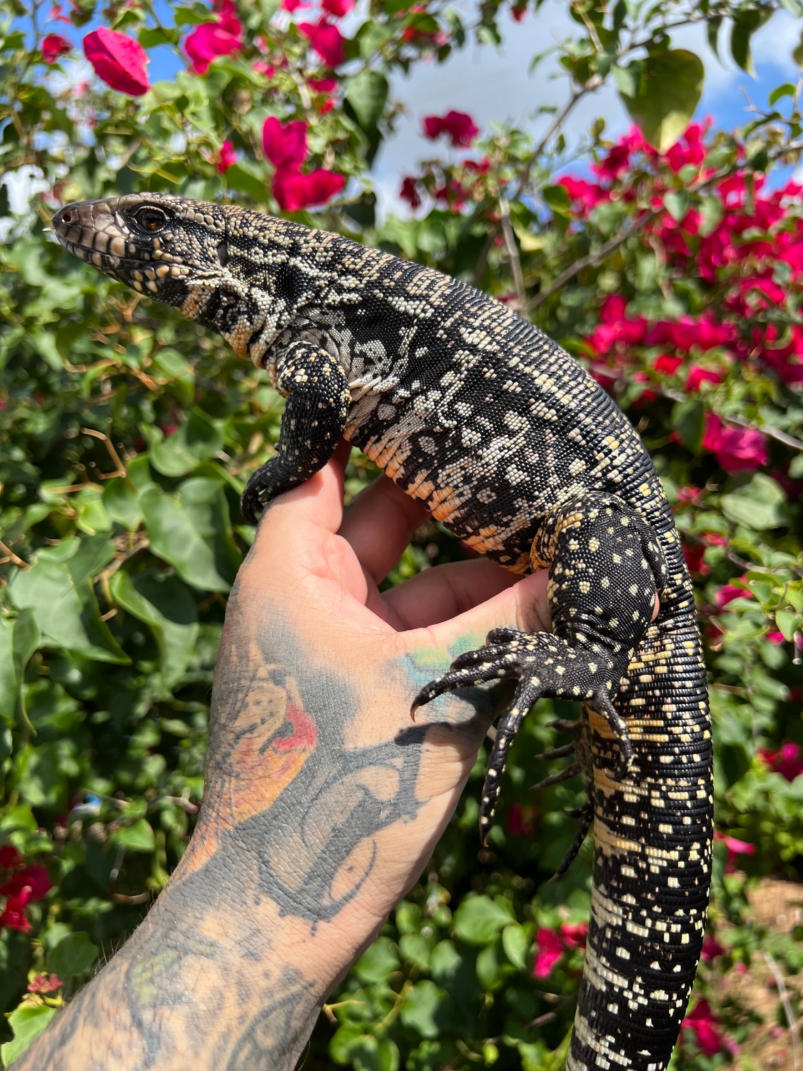Blue X F2 Glacier Titanium Cross Tegu Salvator Tegu by Tropical ...