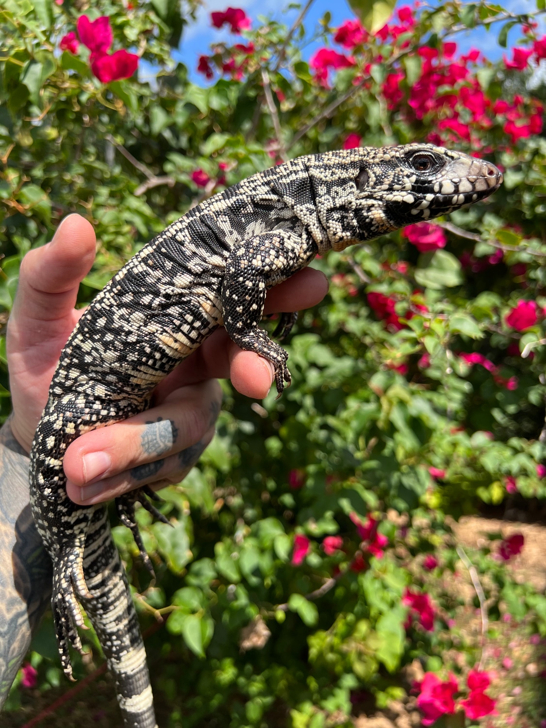 Blue X F2 Glacier Titanium Cross Tegu Salvator Tegu by Tropical ...