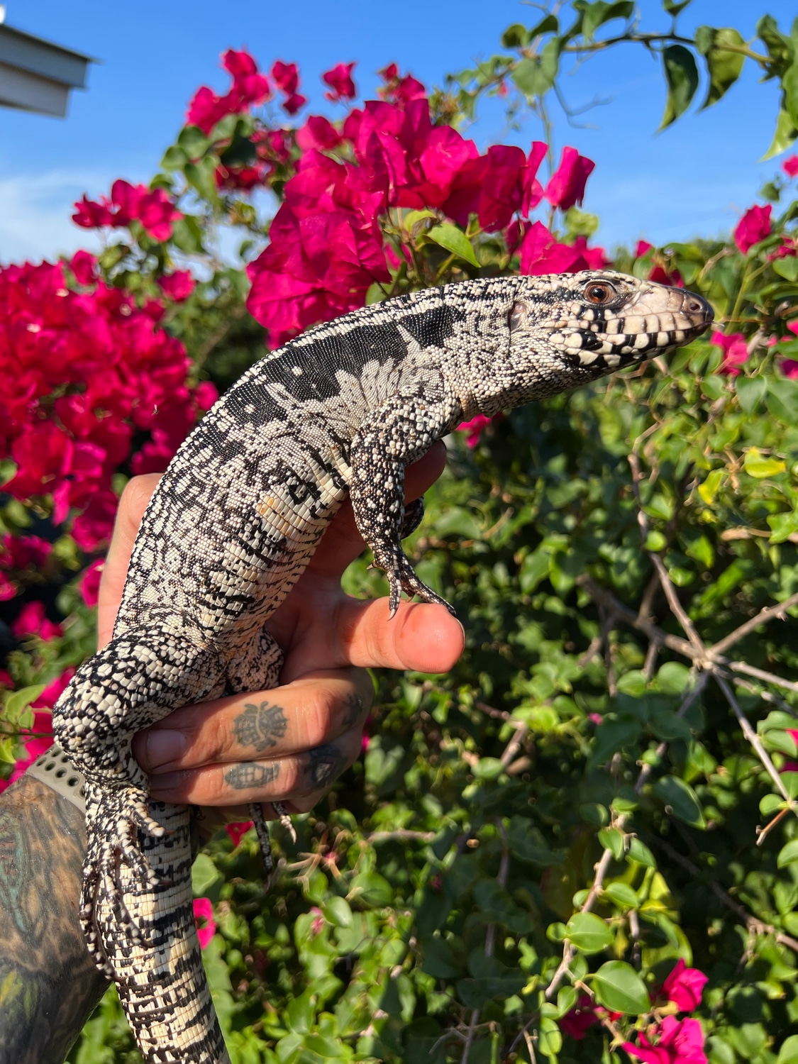 Blue X Glacier Titanium Cross Tegu Salvator Tegu by Tropical Reptiles ...