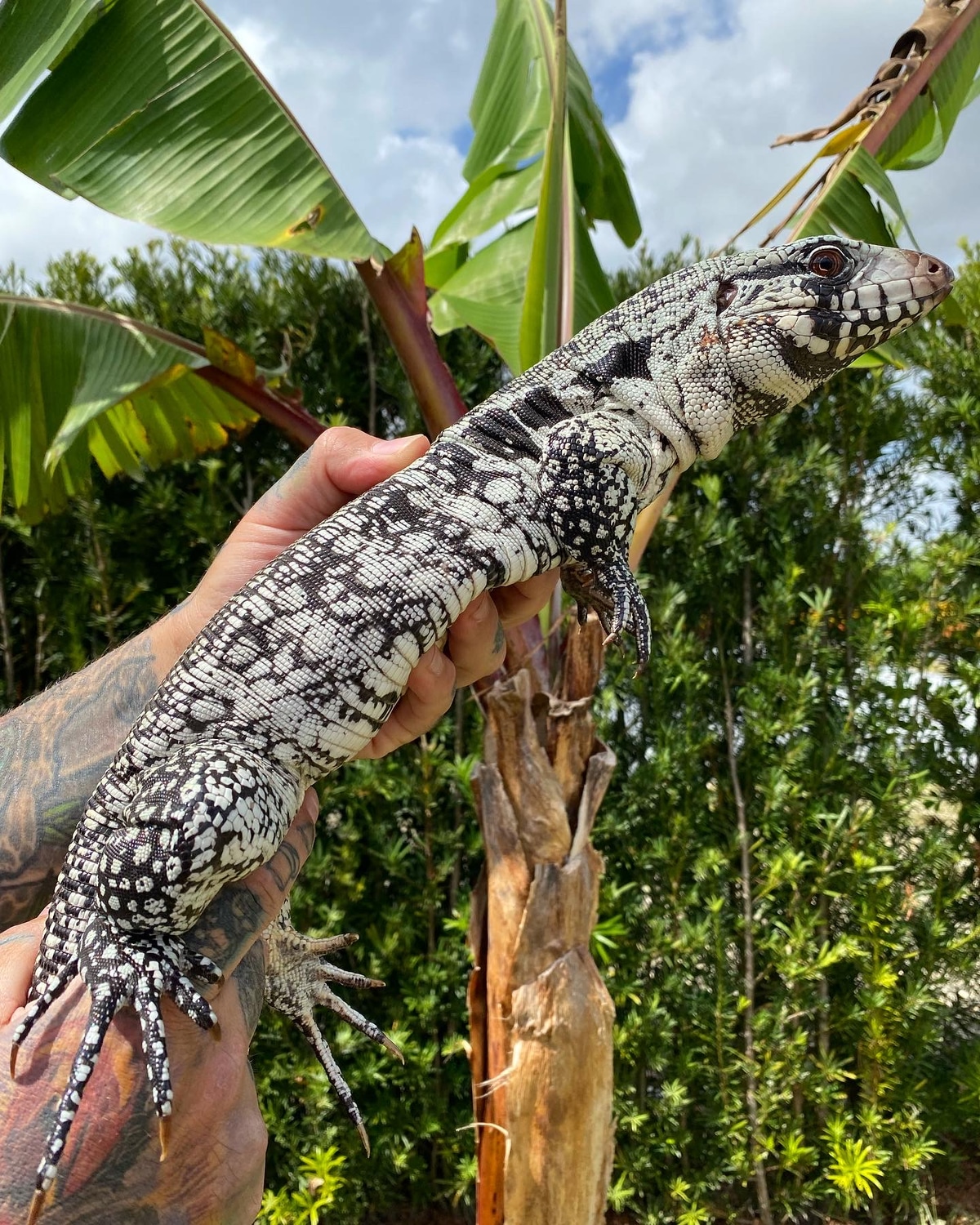 Marshmallow Line - Pure Blue Argentine Tegu by Tropical Reptiles ...