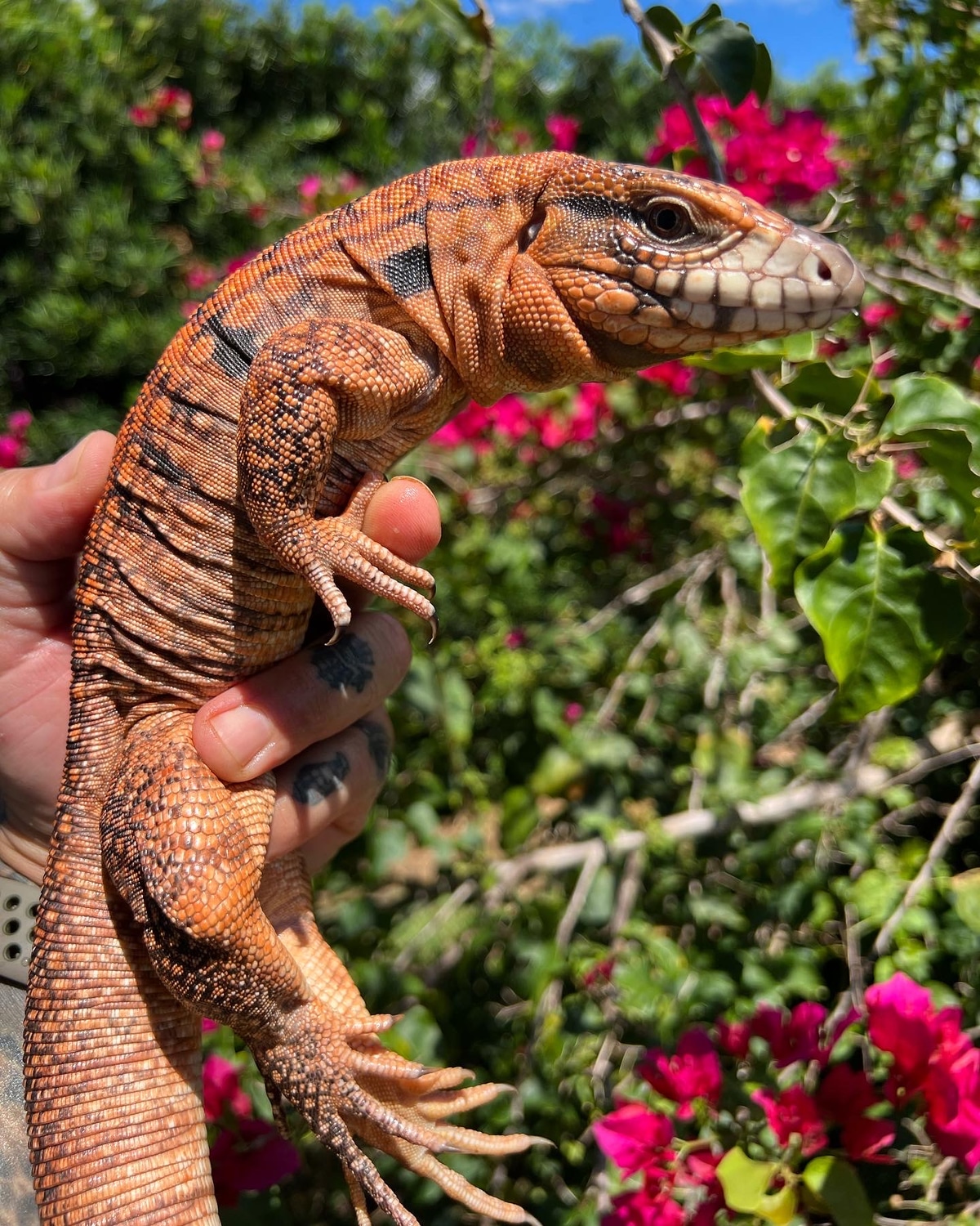 Purple Reign ALbino X Anery - Double Het Snowmakers Tegu by Tropical ...