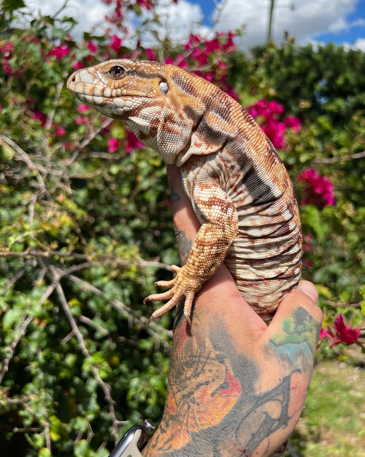 Pure Red - Melanistic Line High White Tegu by Tropical Reptiles ...