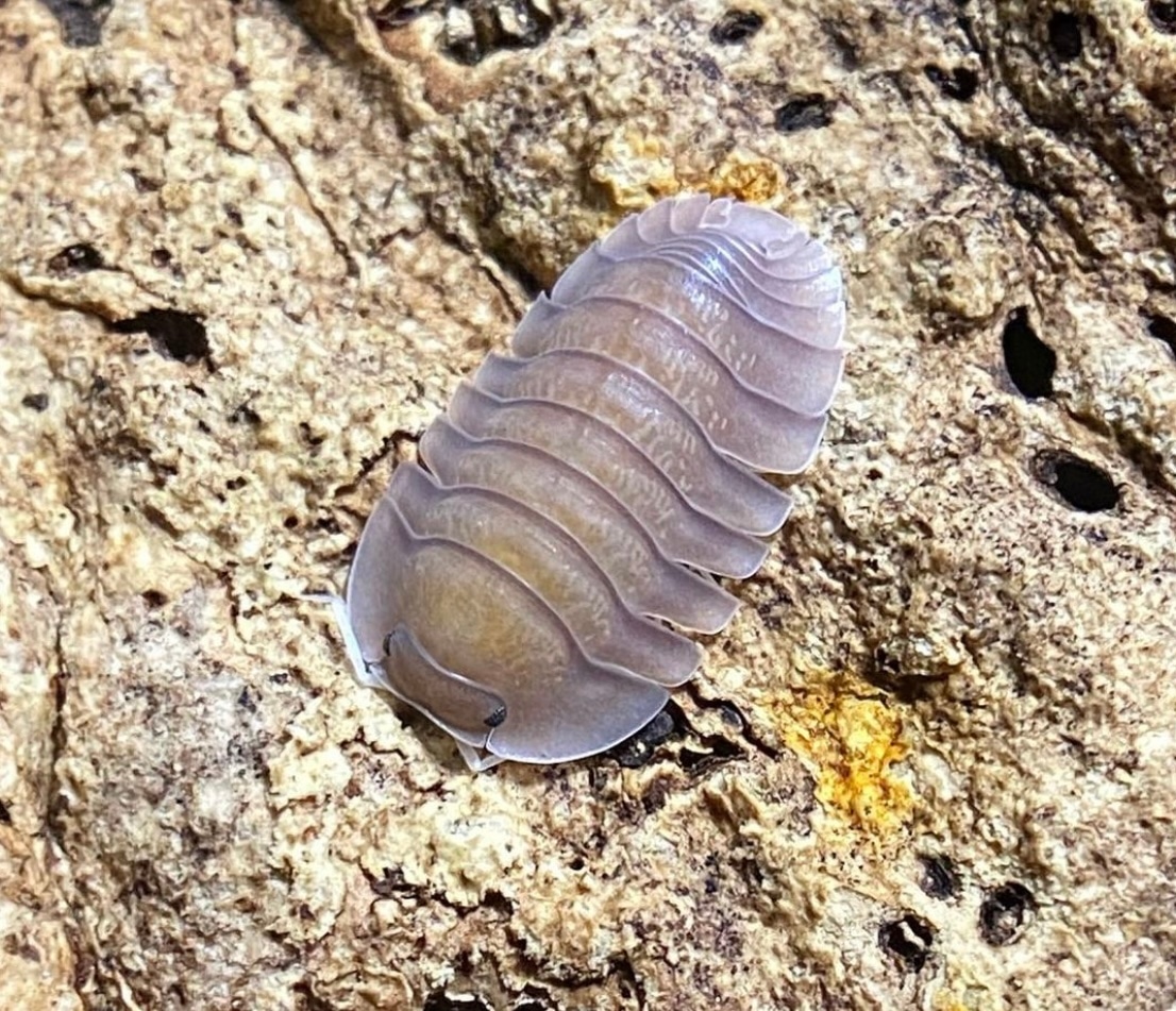 Cubaris Sp. "Soil" 25CT Isopod by Tropical Reptiles & Exotics LLC ...