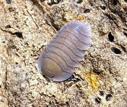 Cubaris SP "Shiro Utsuri" 50ct Isopod by Tropical Reptiles & Exotics ...