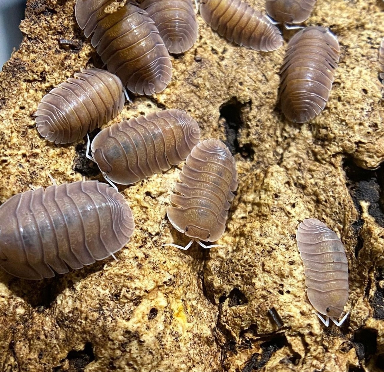 Cubaris Sp. "Soil" 50CT Isopod by Tropical Reptiles & Exotics LLC ...