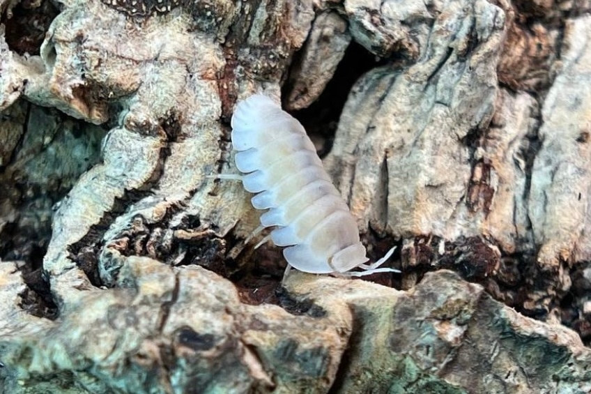 Cubaris Murina "Glacier/White" 50CT Isopod by Tropical Reptiles ...