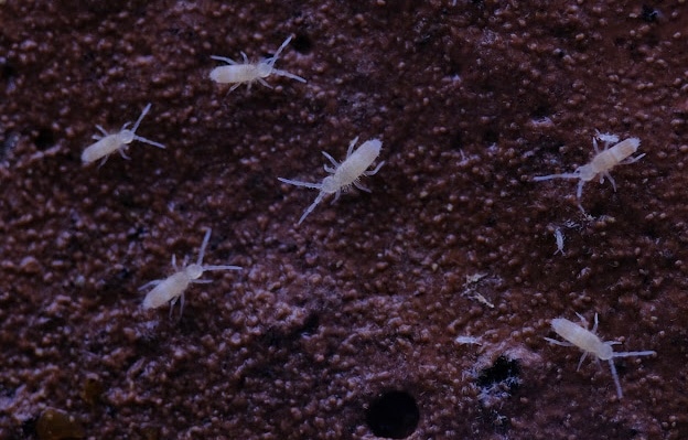 Tropical Pink Springtails Isopod by Tropical Reptiles & Exotics LLC ...