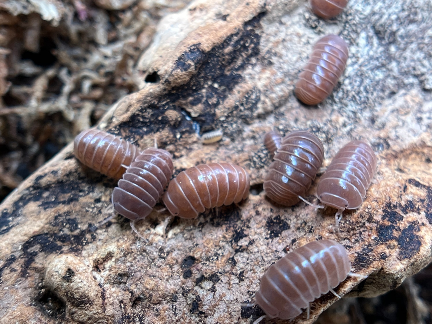 Armadillidium Officionalis "Red" Isopod by Tropical Reptiles & Exotics ...