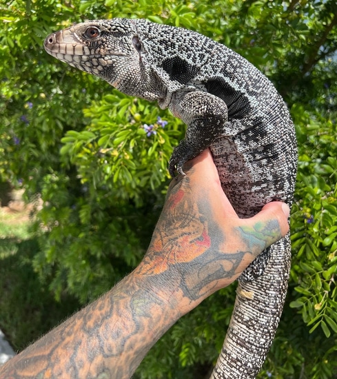 Glacier Pure Blue "Knobby" X Double Het Cross Tegu Argentine Tegus by ...