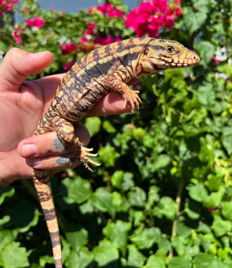 Red Panther Male - 50% Poss. Double Het Other Tegus by Tropical ...