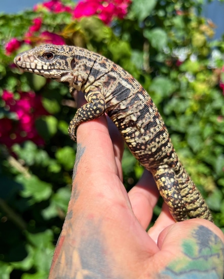 Super Blue X Red - Male - 66% Possible Double Het Argentine Tegus by ...
