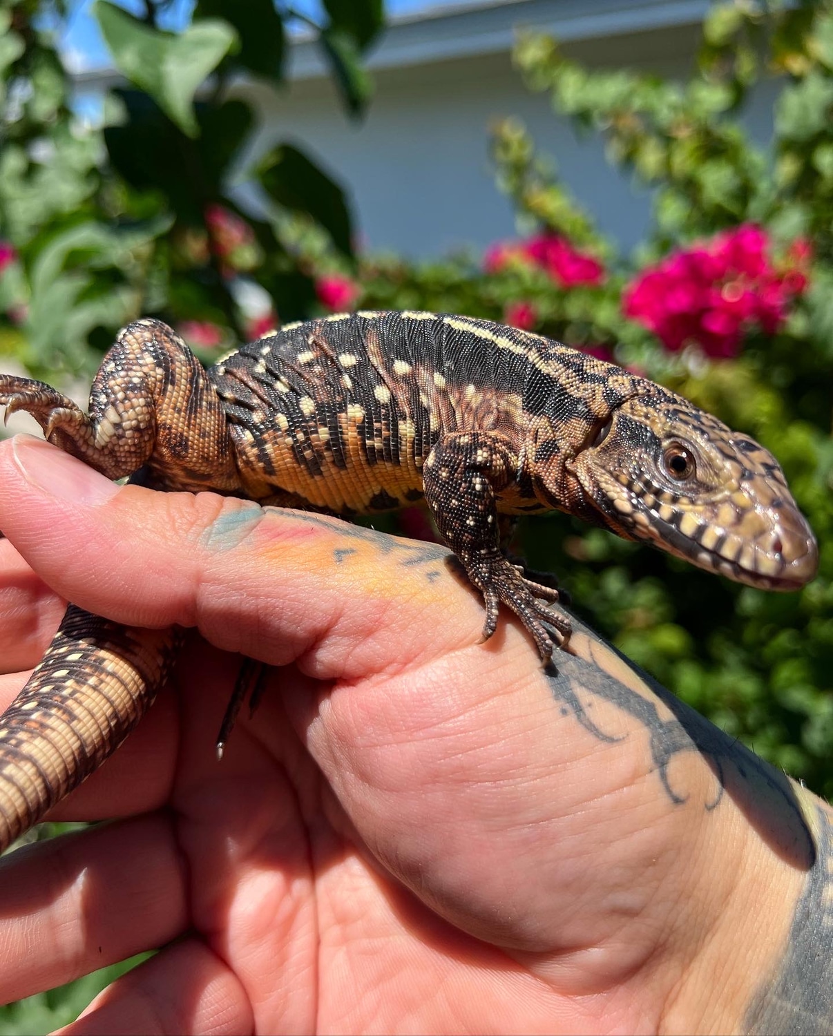 Super Blue X Red - Female - 66% Possible Double Het Salvator Tegu by ...