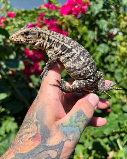 Super Blue X Red - Female - 66% Possible Double Het Argentine Tegus by ...