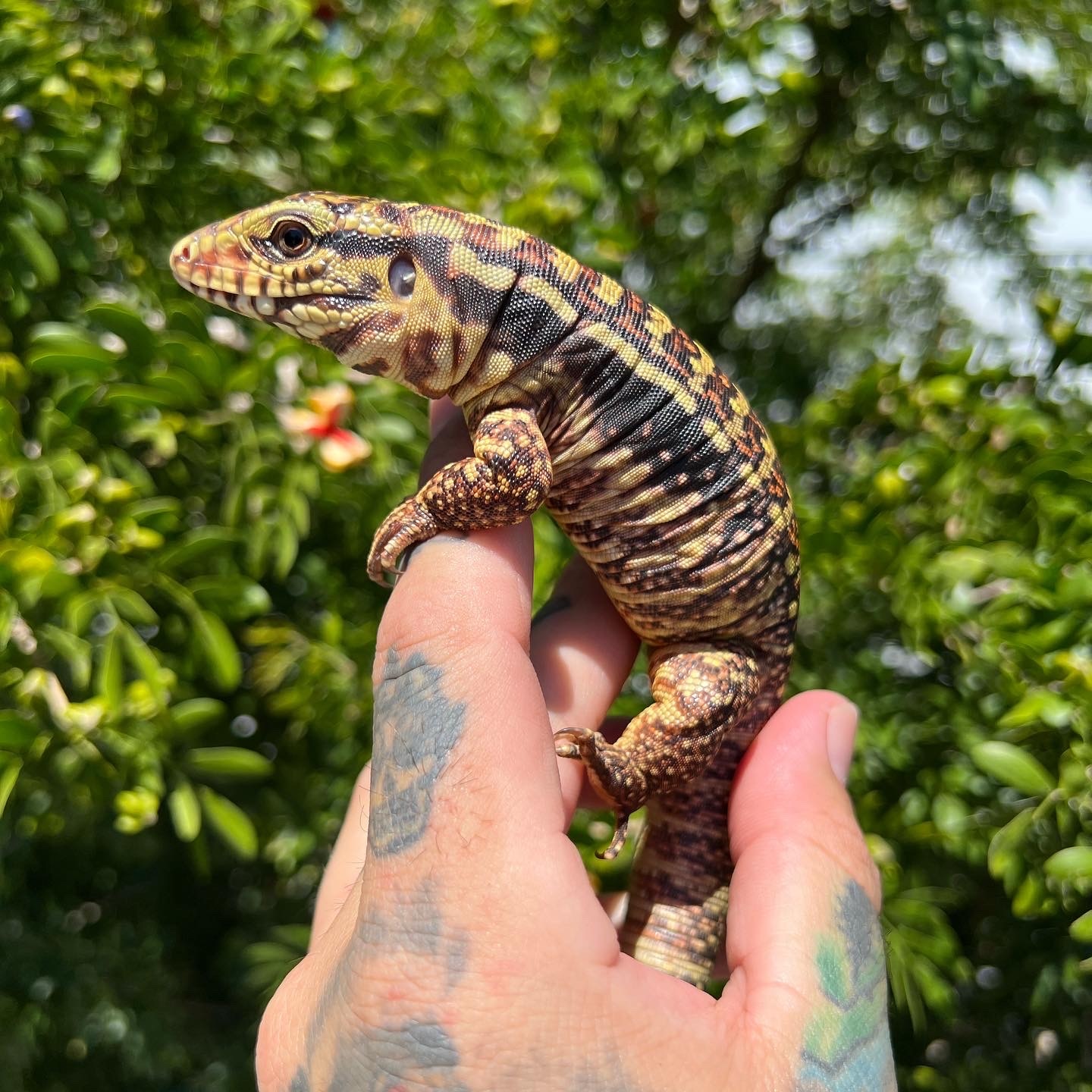 Ruby Red Line Male - Possible Double Het Tegu by Tropical Reptiles & Exotics LLC. - MorphMarket