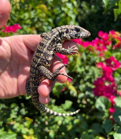 Marshmallow Line Pure Blue Argentine Tegus by Tropical Reptiles ...