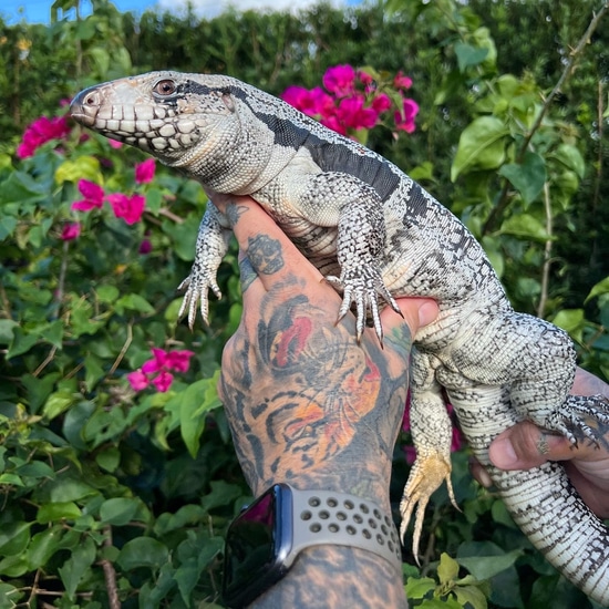 High White Glacier Titanium Other Tegus by Tropical Reptiles & Exotics LLC.