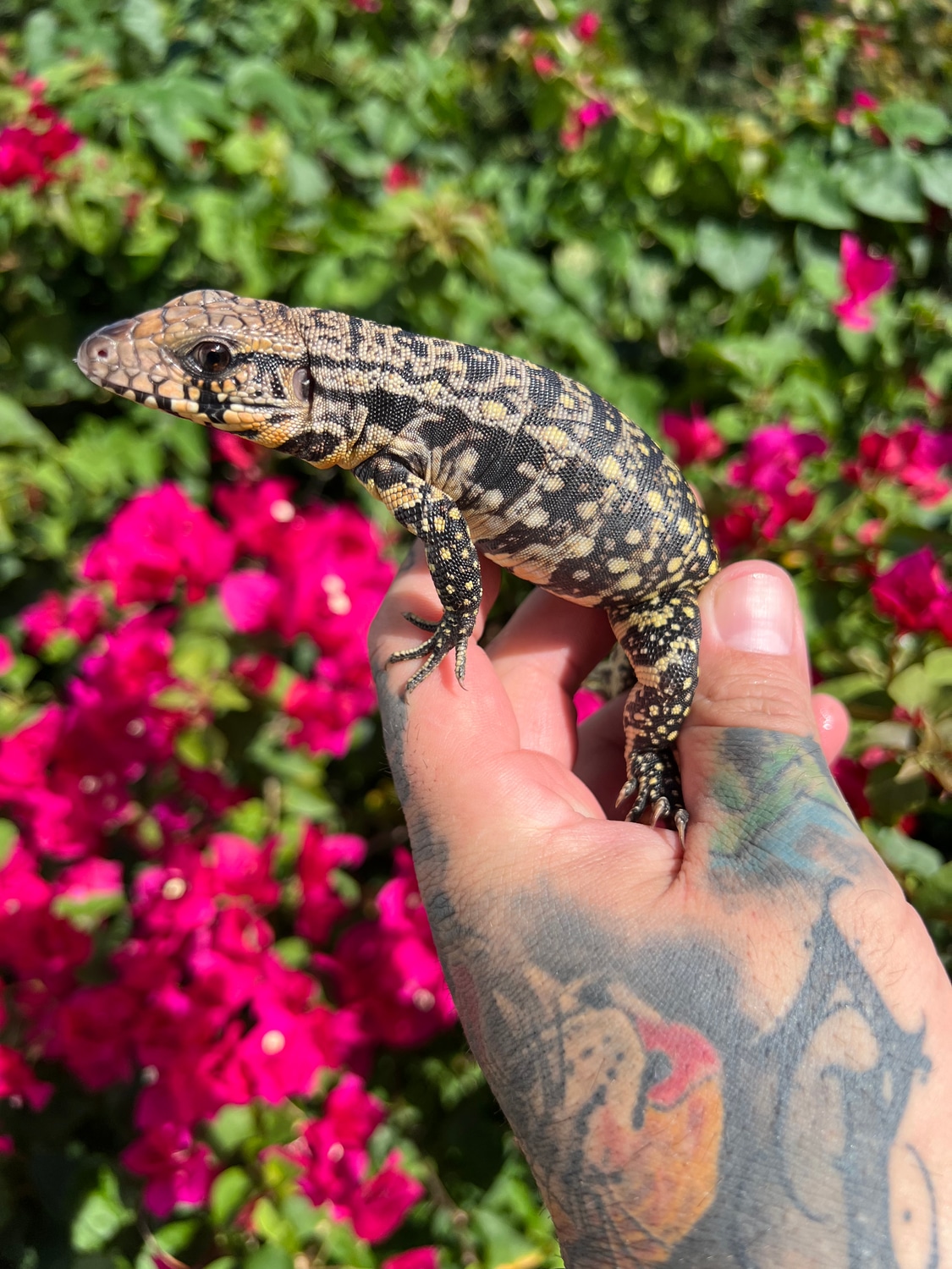 Marshmallow Line Pure Blue Argentine Tegus by Tropical Reptiles ...