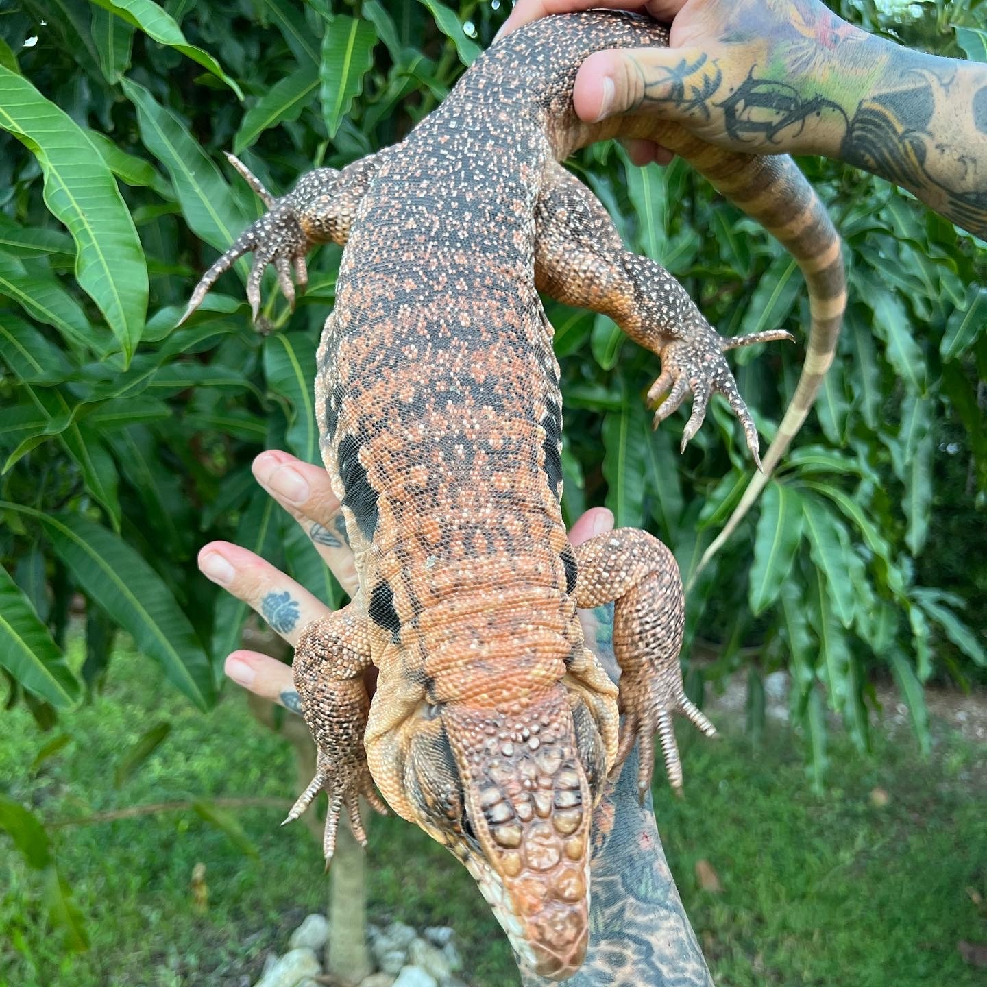 Purple Reign ALbino X Anery - Double Het Snowmakers Tegus by Tropical ...